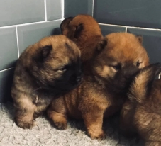 Adorabili cuccioli di Chow Chow disponibili per la vendita